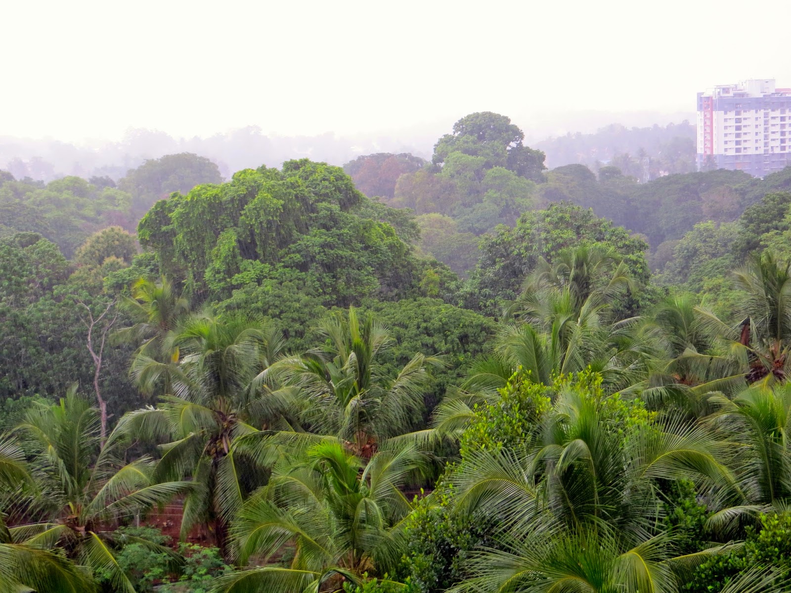 Iowa Guru in the Land of the Coconuts: Monsoon Season Arrives