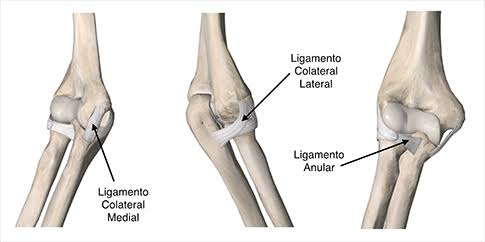 Anatomia do cotovelo