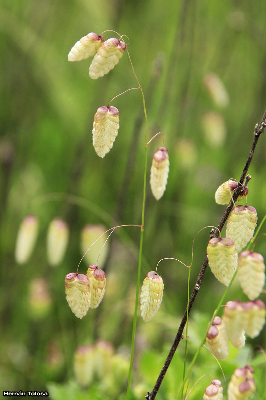 Flora Bonaerense: Briza (Briza maxima)