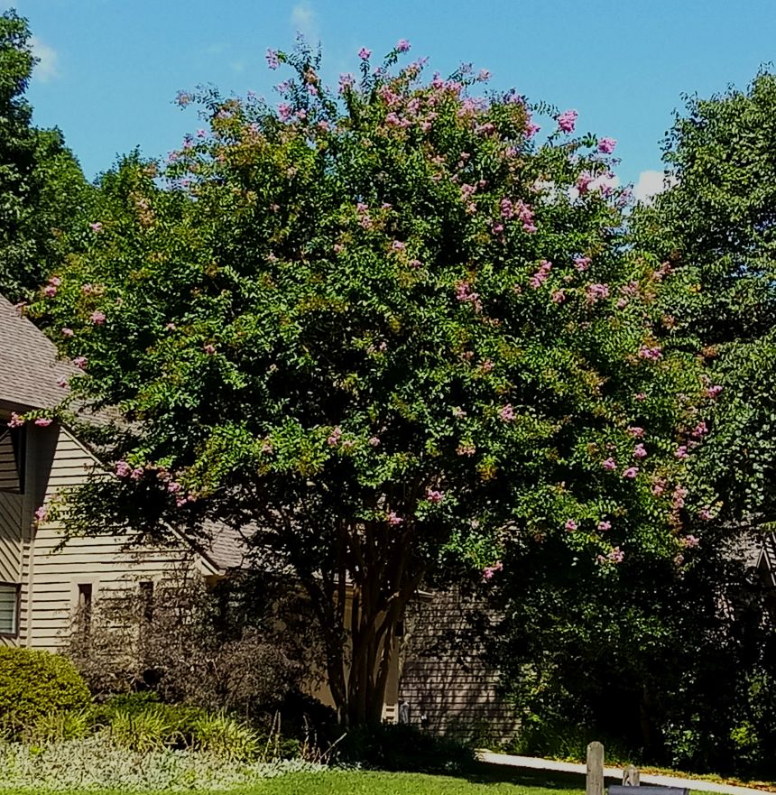 Future Plants by Randy Stewart: Crape Myrtles