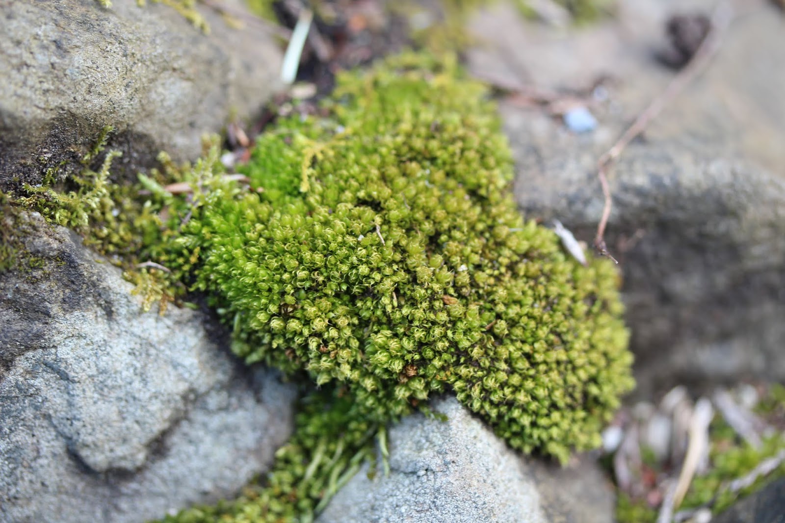 Victory Gardens for Diversity: April 2020