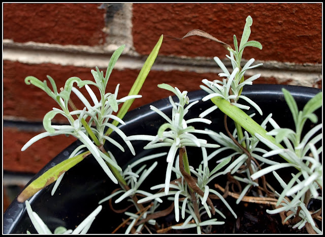 Mark's Veg Plot: Lavender cuttings