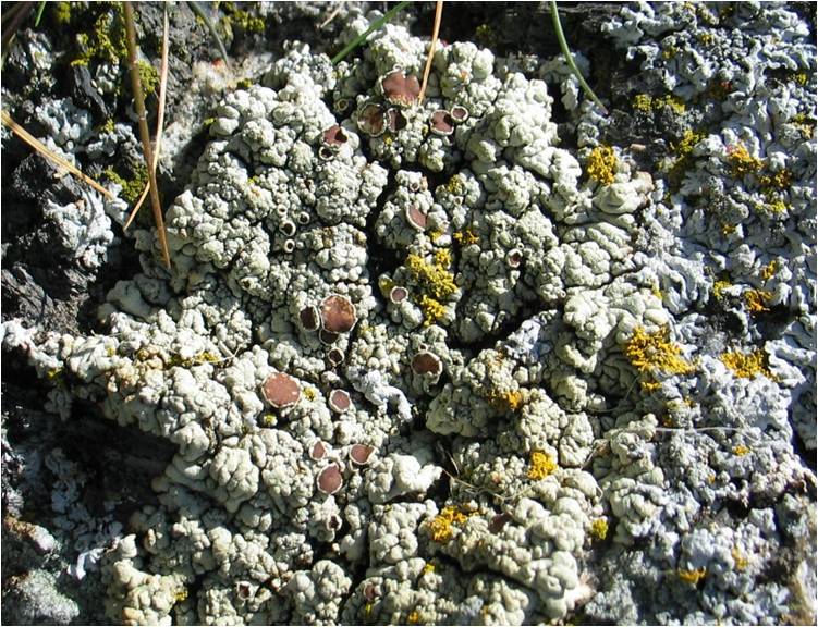 Getallhealthtips: LICHENS