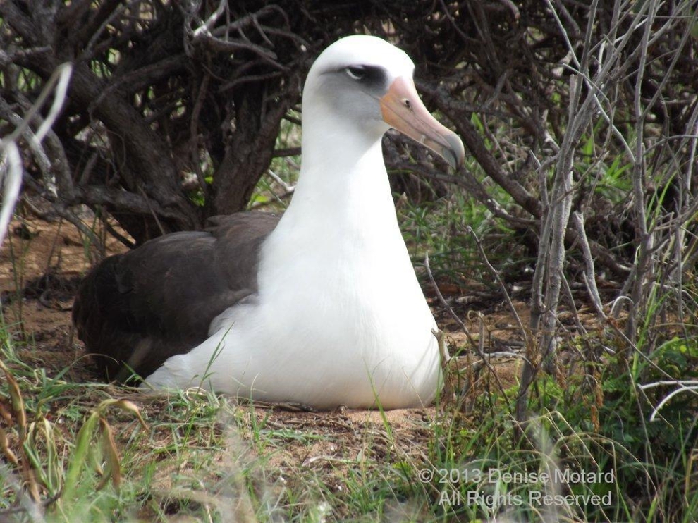 LAYSAN ALBATROSS