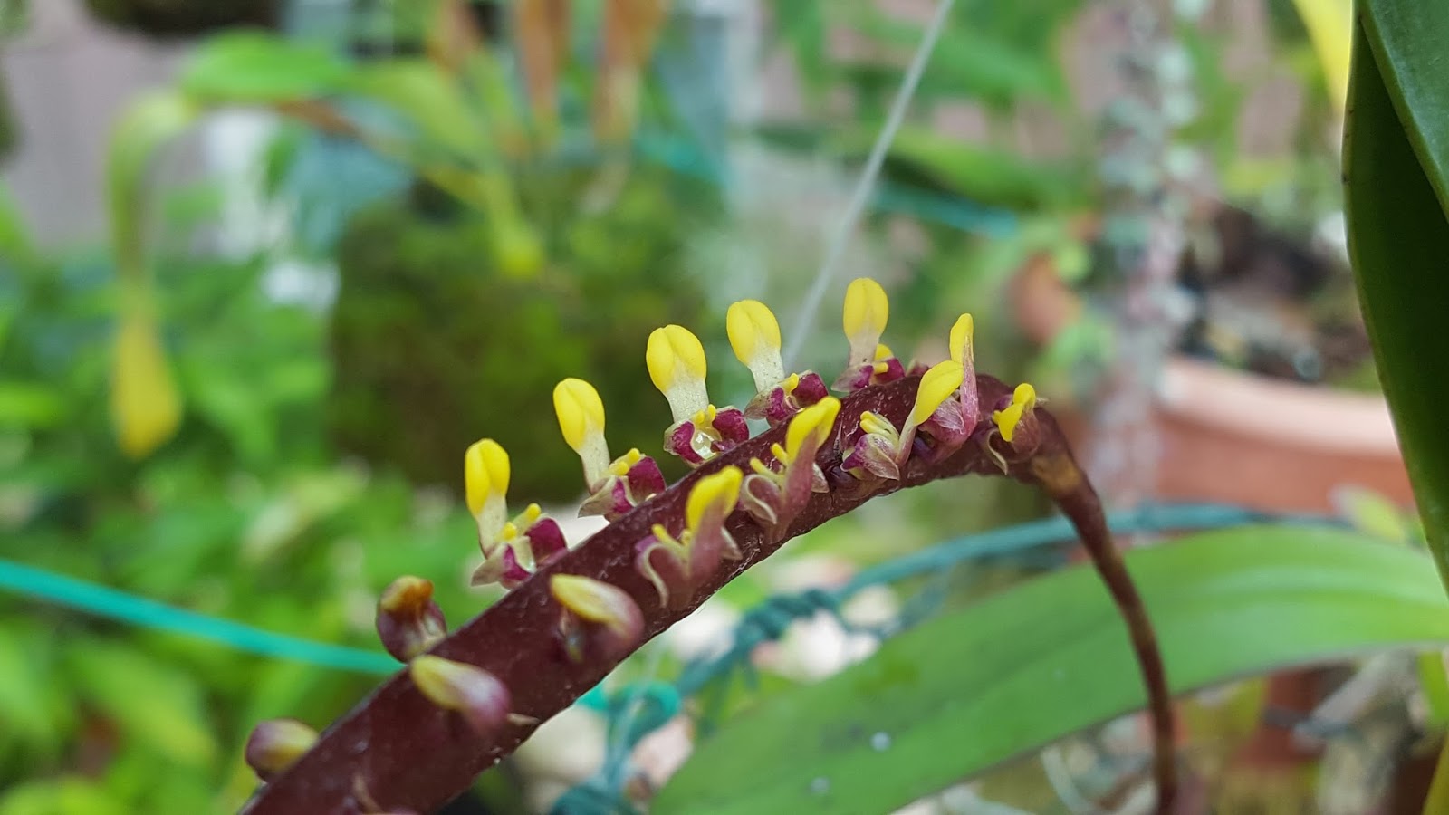 Bulbophyllum falcatum care and culture | Travaldo's blog