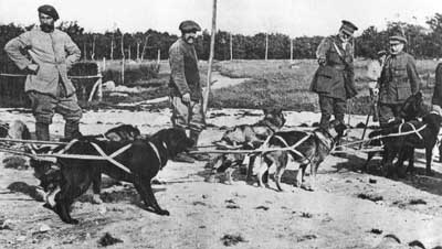 Famous Dogs in History: Sled Dog Heroes of WWI