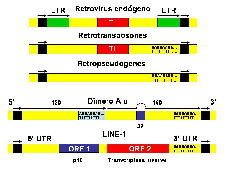 Biologos_Anonimos: DNA Extra-cromosomico