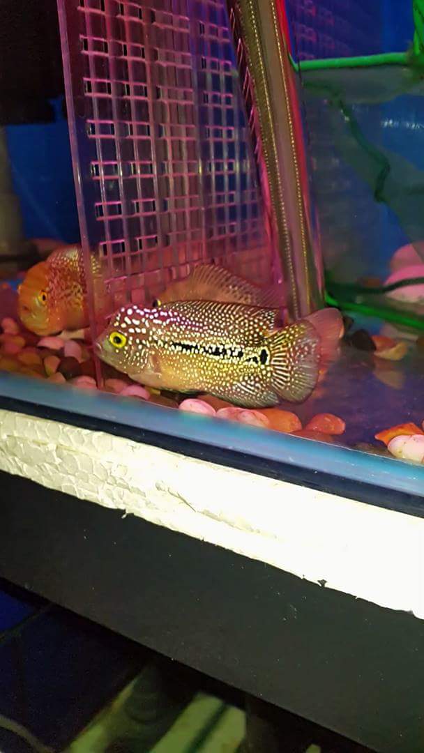 Knowing Difference Between Kamfa And King Kamfa