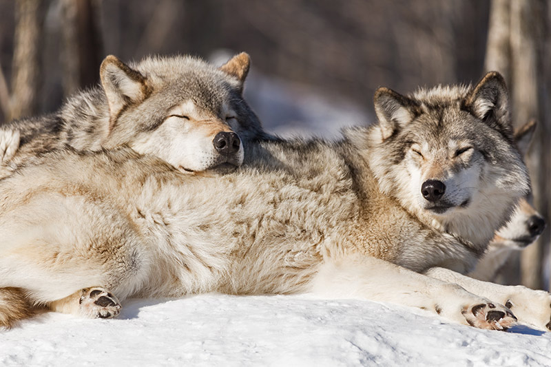 ANIMALS TIME : The 10 cutest wolfs pics (las 10 fotos más tiernas de lobos)