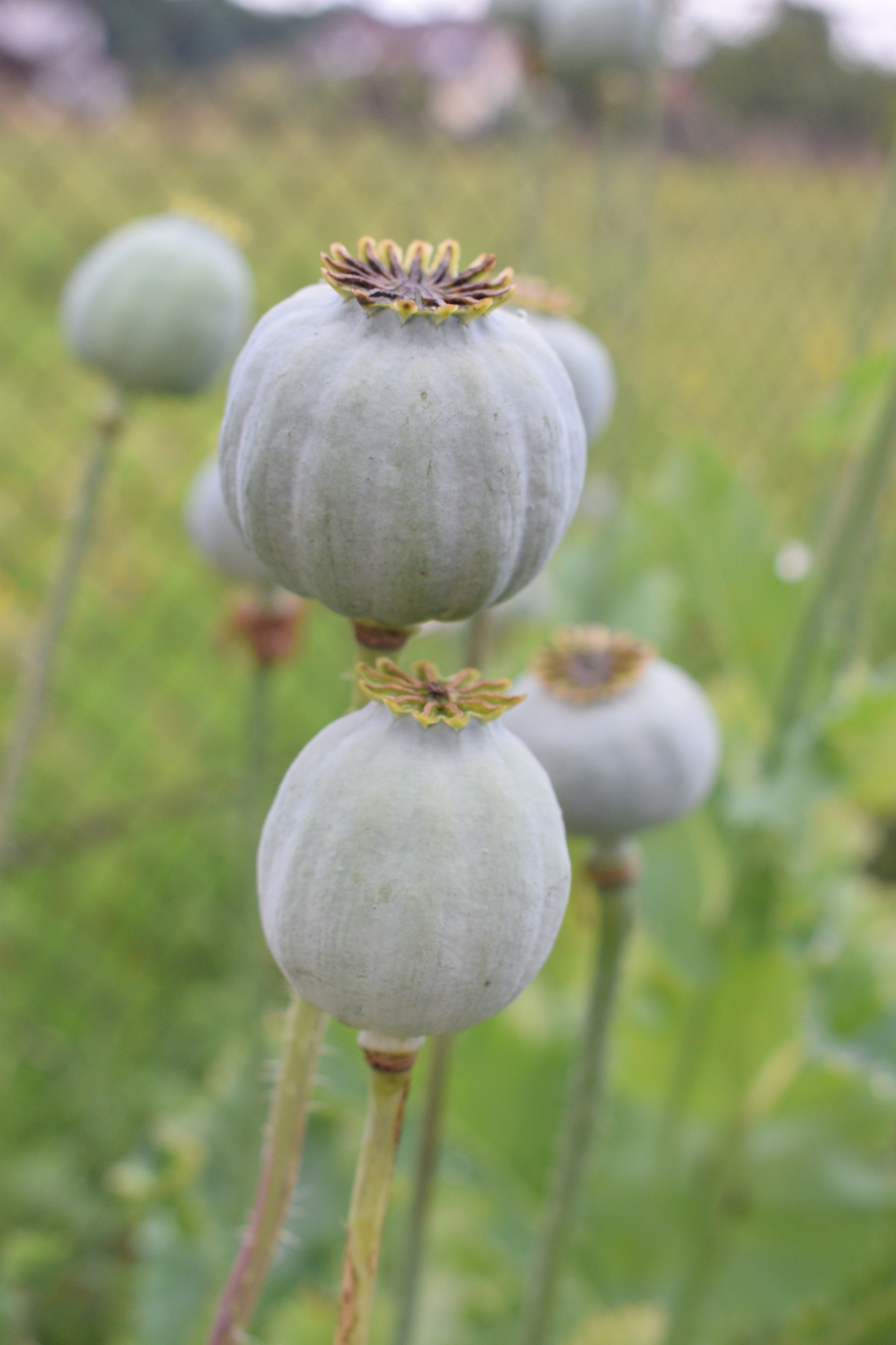 ZA MĚSTEM U LESA: Makovicové políčko