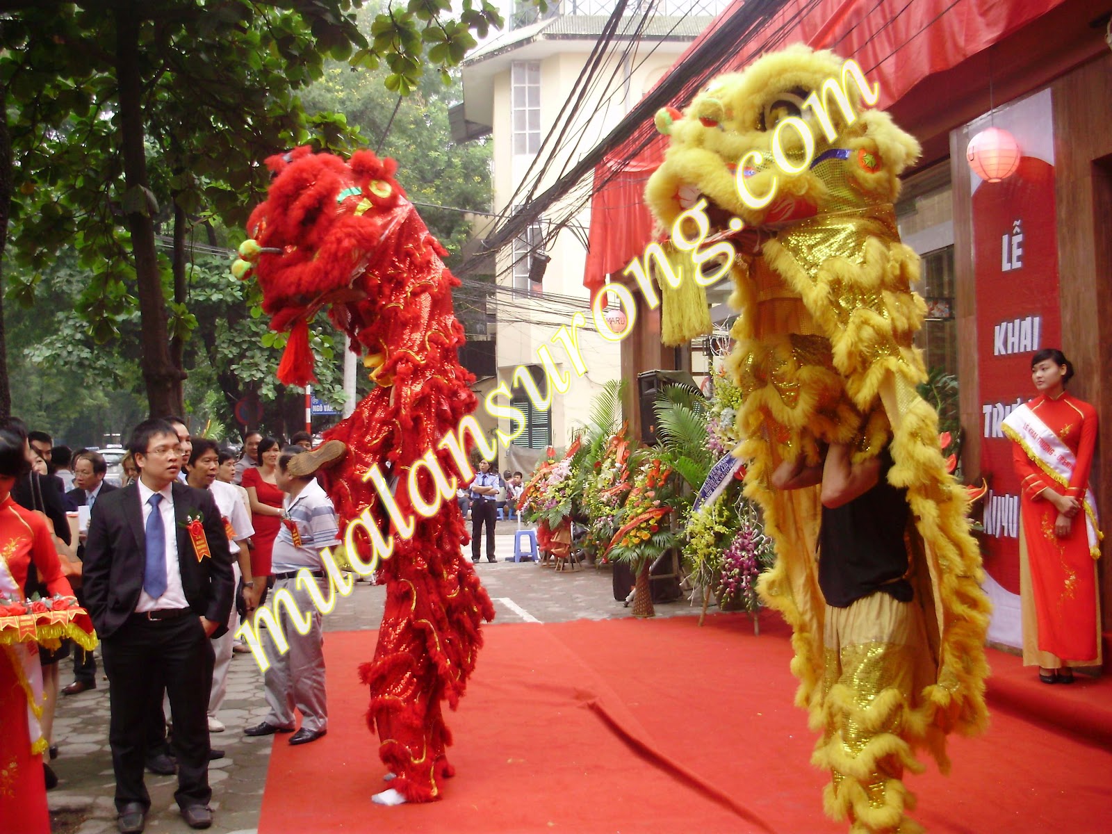 Múa lân - mua lan ~ Mua Lân Sư Rồng|Lân Sư Rồng|Múa Lân