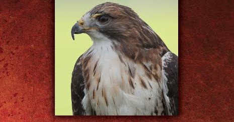Book Tour: Red-Tailed Hawk by Nancy Schoellkopf ~ Nighttime Reading Center