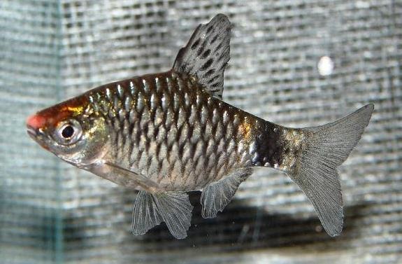 Species New to Science: [Ichthyology • 2008] 5 new Puntius (Teleostei ...