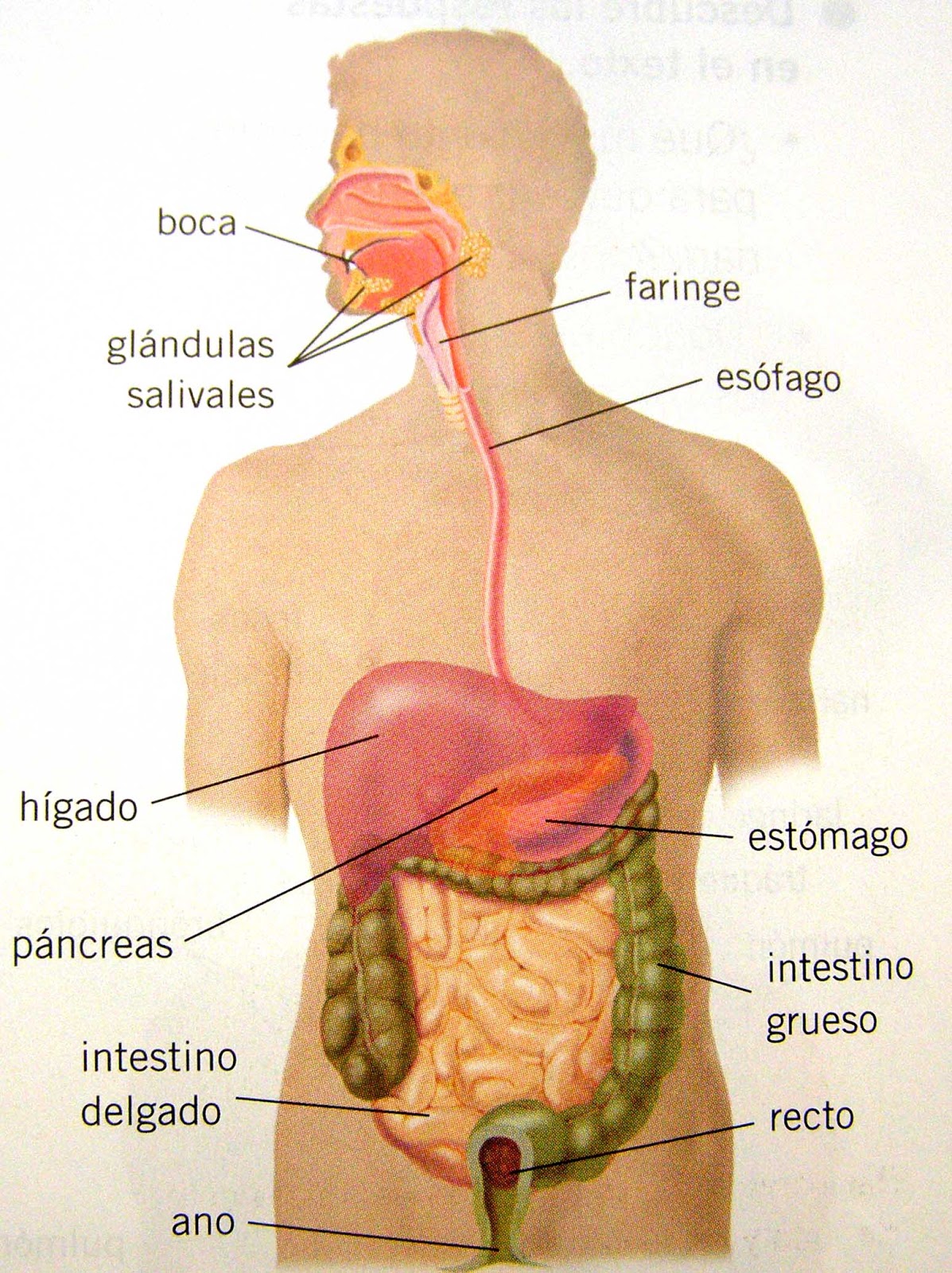 EL CUERPO HUMANO : El Aparato Digestivo