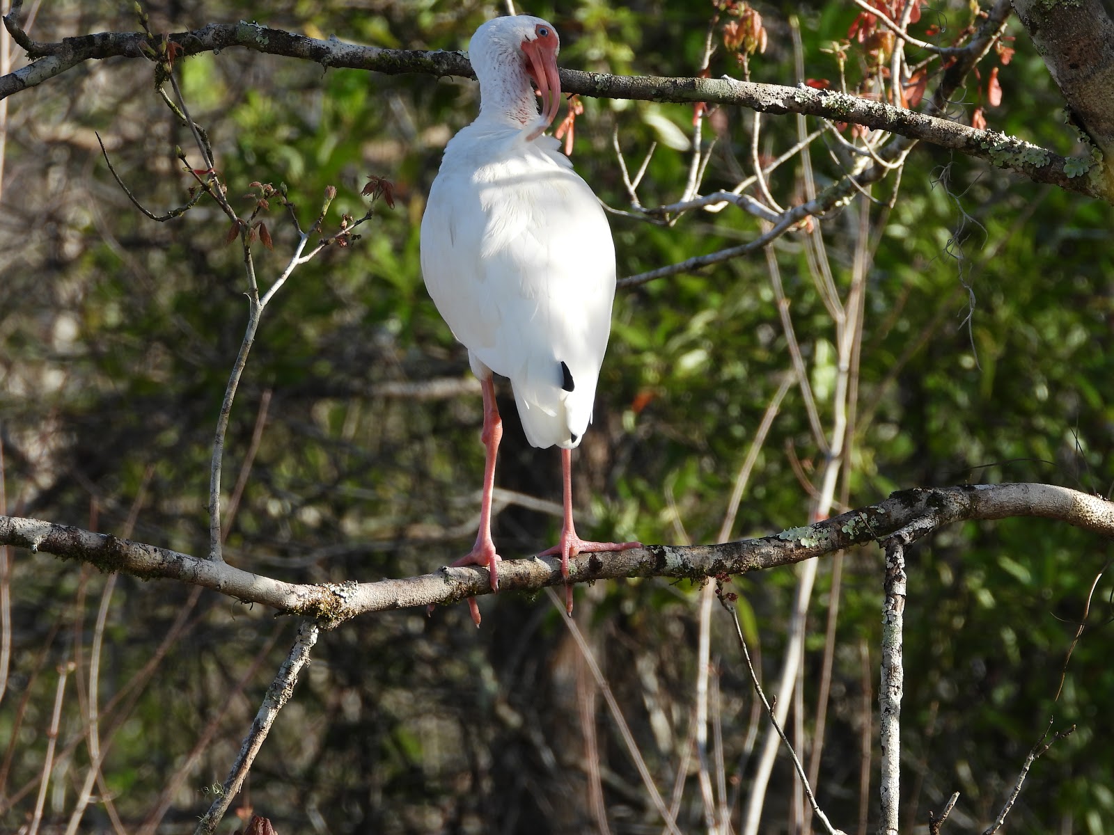 Bird & Travel Photos, Birding Sites, Bird Information: WHITE IBISES ...