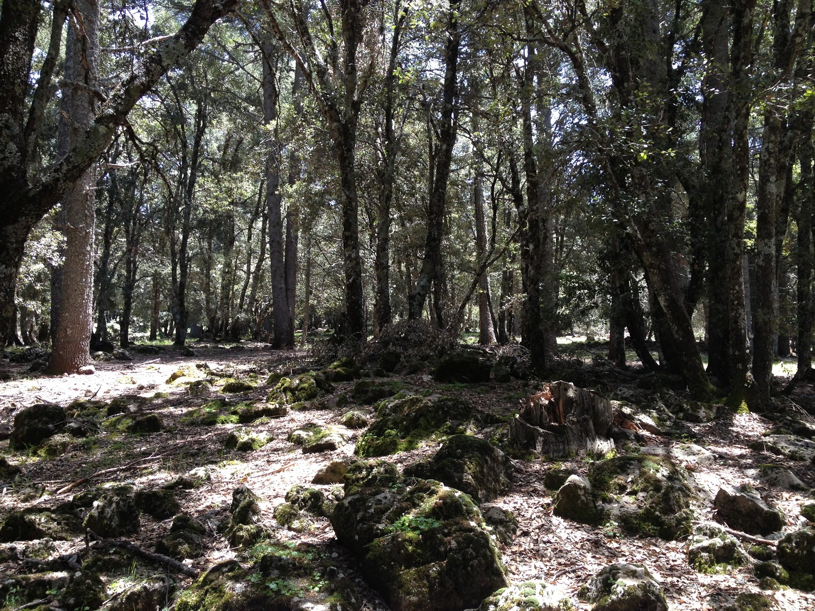 Fifty Pounds or Less: Cedar Forest, Azrou & Khenifra