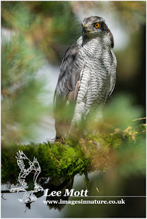 Lee Mott Photography