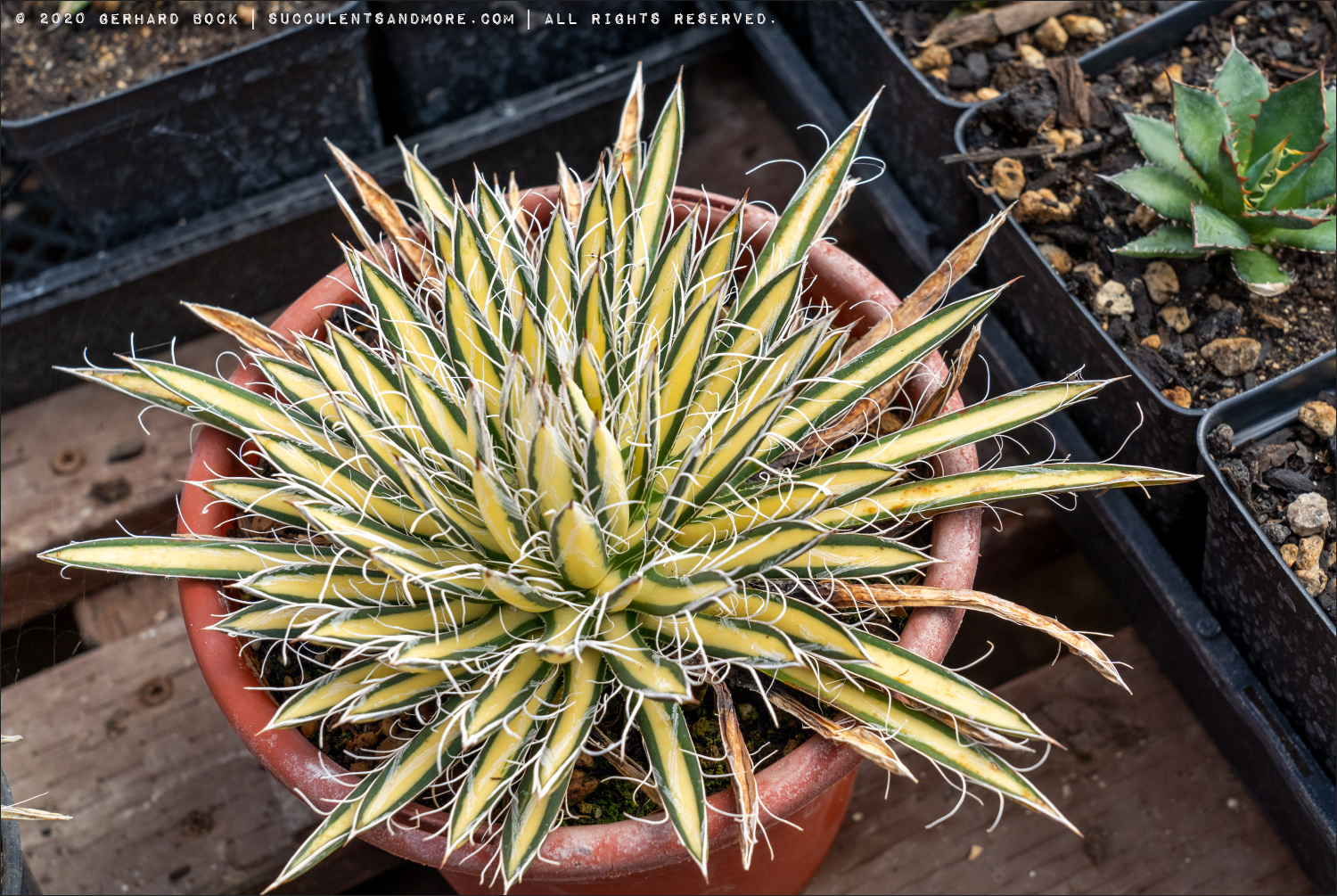 Jeremy Spath's Hidden Agave Ranch: the greenhouse