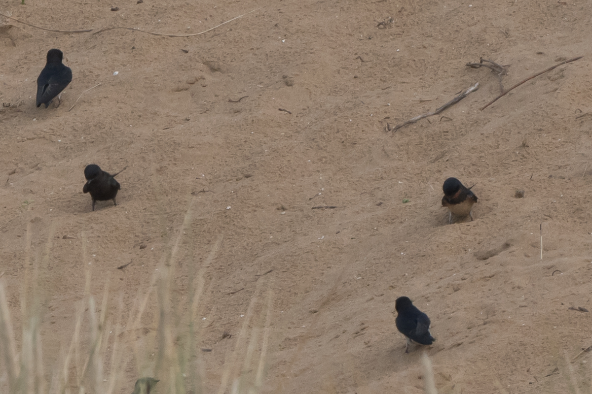 Pembrokeshire Birds: Bits and pieces - including a melanistic swallow ...