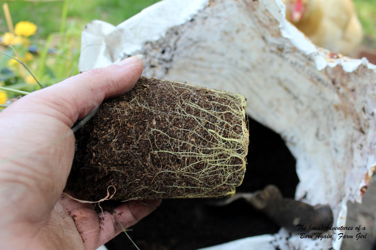 Mosquito Repelling Plants - The (mis)Adventures of a Homesteadin' Mama