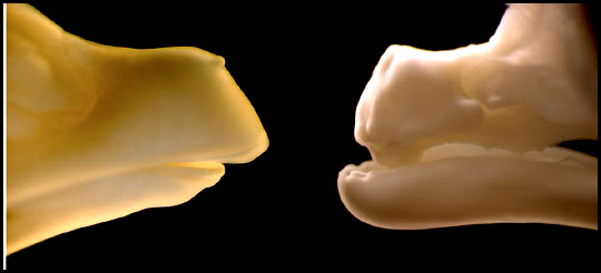 Hen's Teeth: Hen's teeth