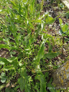 A HORTA DO JOÃO: 3 receitas alentejanas de Catacuzes, (labaças, erva ...