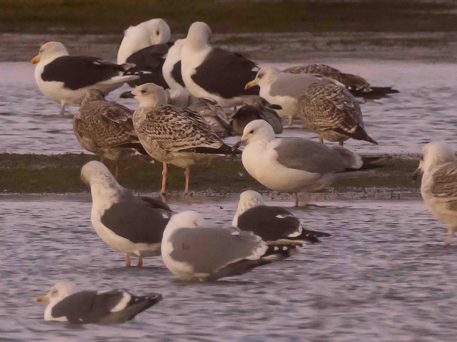 TropicBirdArt Blog from Holt: 20191129 Caspian Gull 3rd winter, 2nd ...