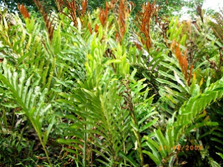 Qisas: POKOK PAKU PIAI MUDA BOLEH DIMAKAN