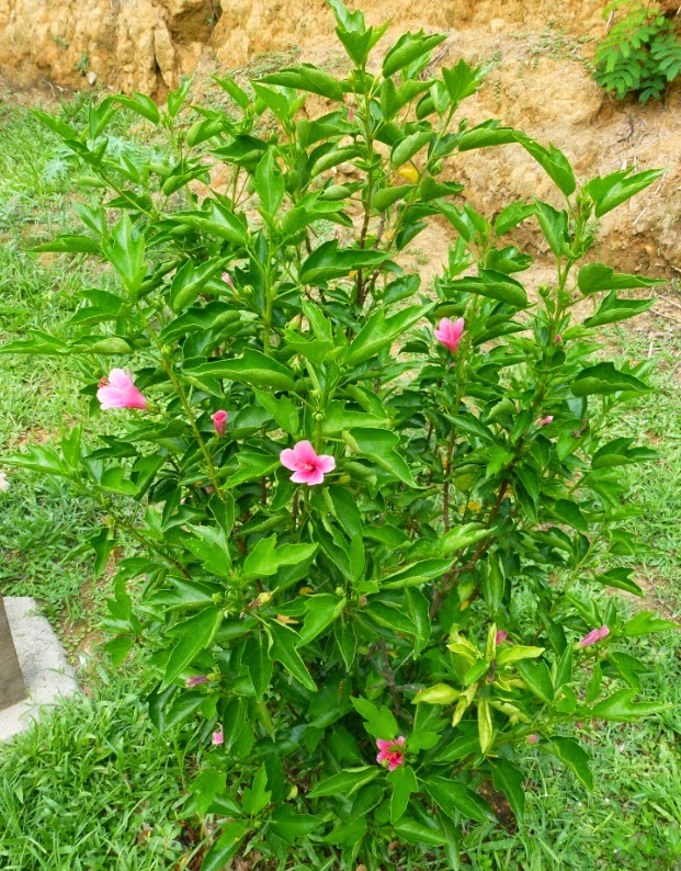 Greenfingers: Meriah Si Bunga Raya