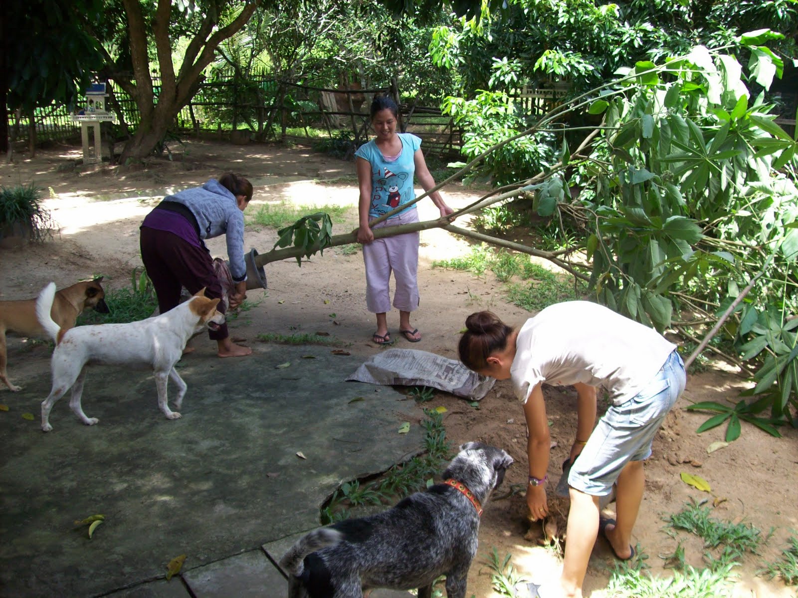 One Voice for Animals: Moving Sanctuary- 50 animals need new homes built.