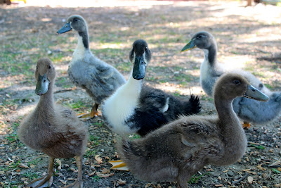 Squash Blossom Farm: Monday