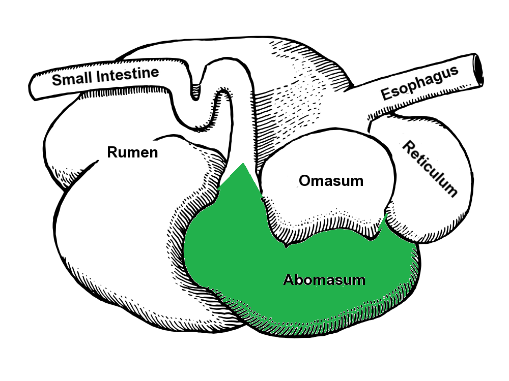 Foods and Surrounding : Zootechny