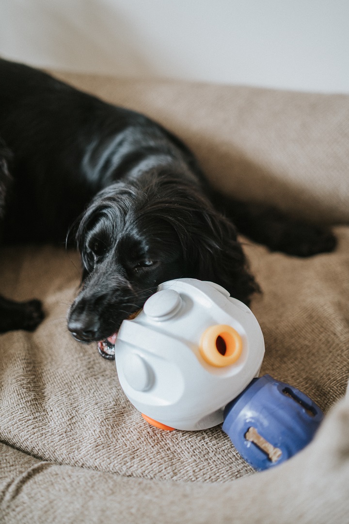 K9 Connectables, Interactive Toys for Dogs | Steph & The Spaniels: Dog ...