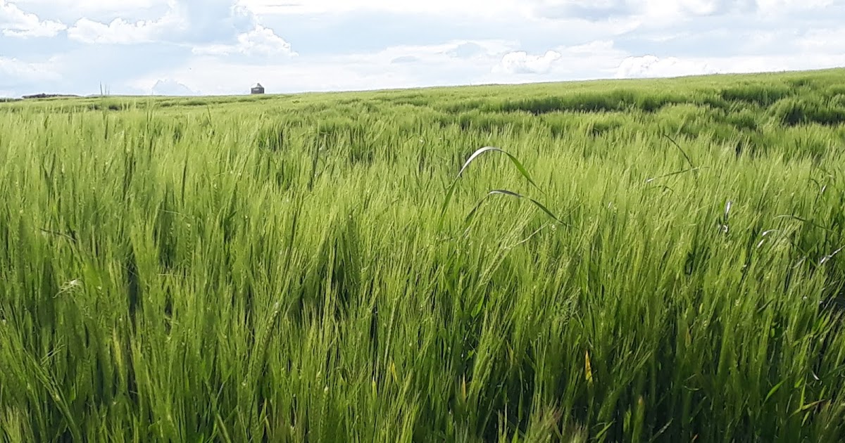 Forrajes ecológicos : BUENA PRESENTACIÓN DE FORRAJES 2020