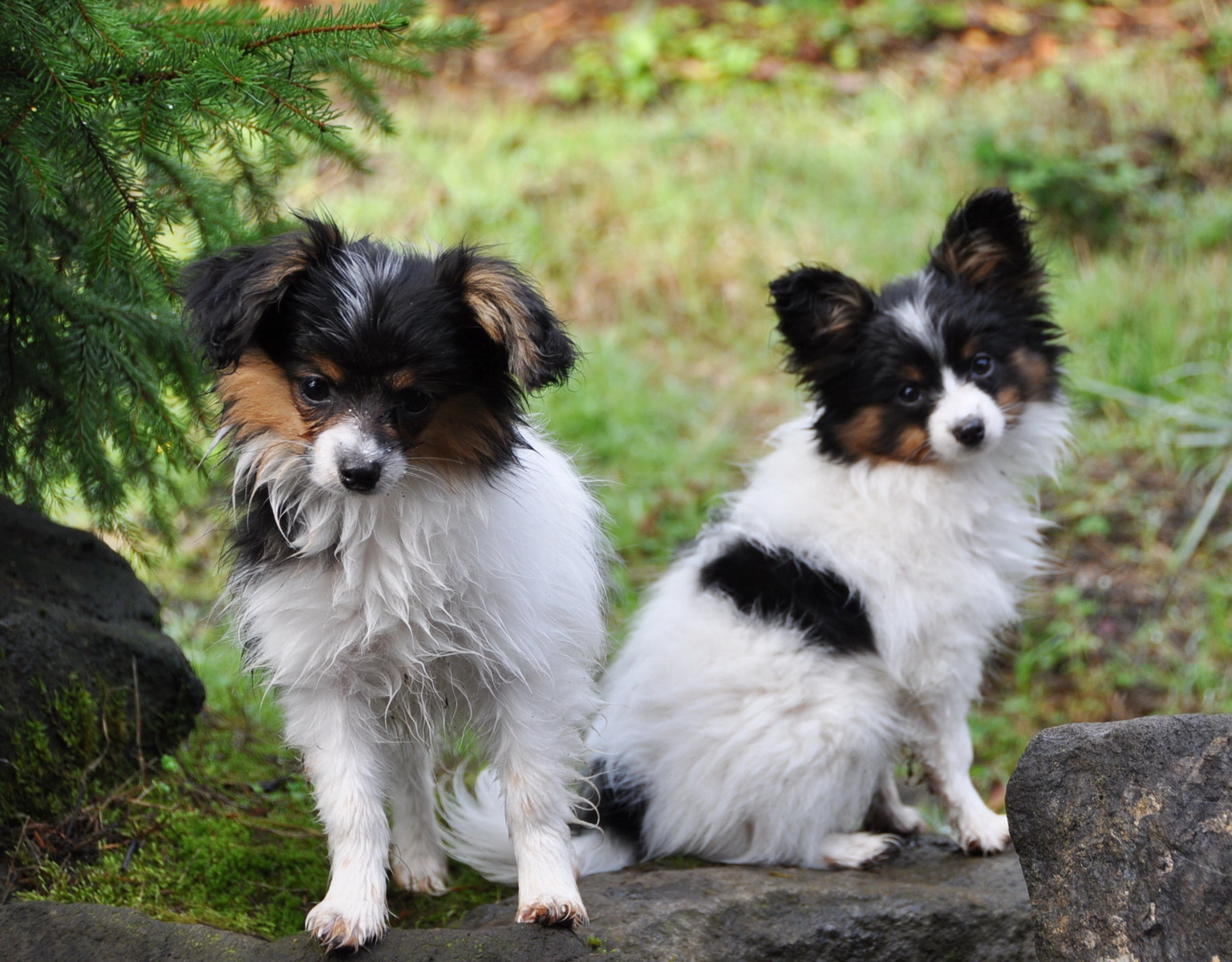 Road's End Papillons : 3.75 Months old Papillon (Phalene_ Puppies
