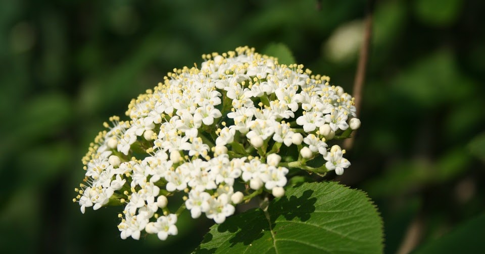 Socul și beneficiile lui - Grădină și sănătate