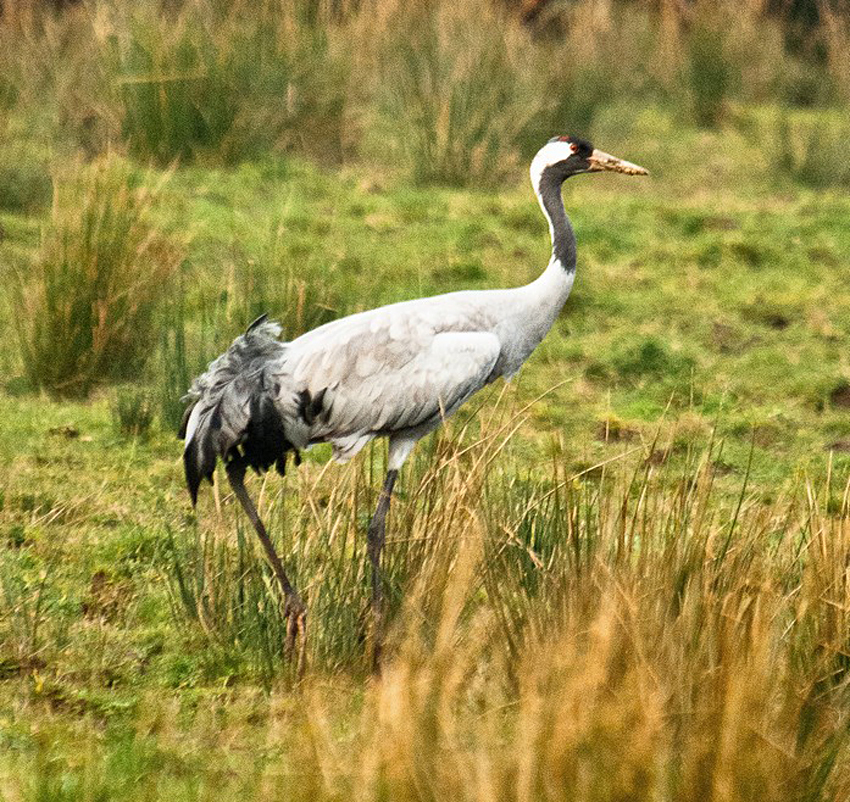 Kerry Birding: Common Crane, Ballinskelligs
