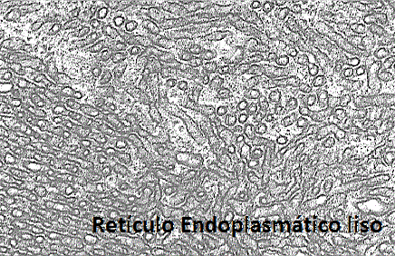 CURIOSIDADES CIENTÍFICAS : Retículo endoplasmático liso y rugoso