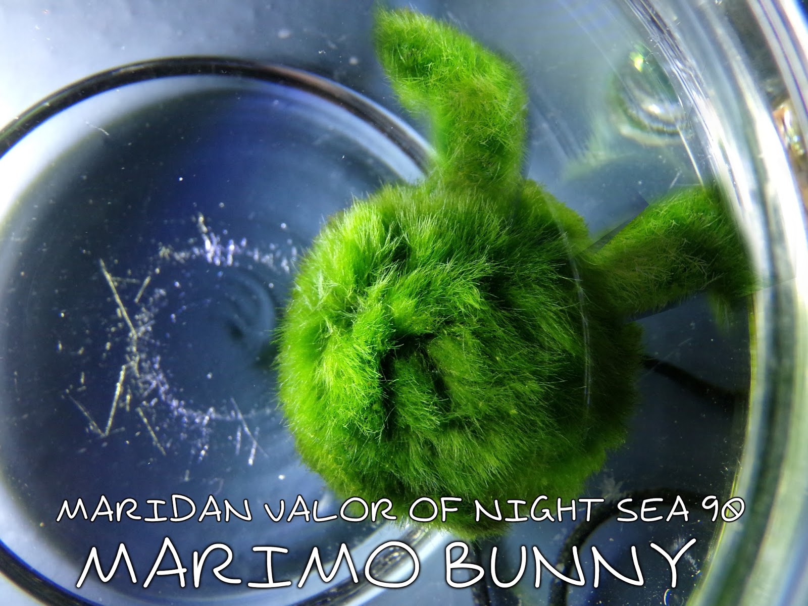 Night Sea: Marimo Haul!!!