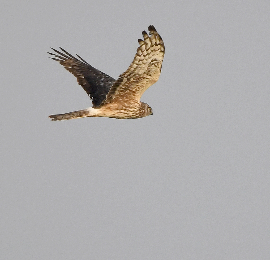 Carl Bovis Nature Photography: Hen Harrier, Merlin and Short Eared Owls ...