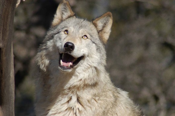 White Wolf : 17 Pictures Of Happiest Wolves Who Show The Best "Smiles"
