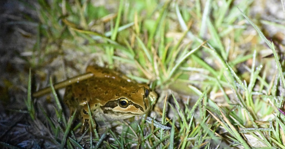 9001FROGS: ALPINE TREE FROG