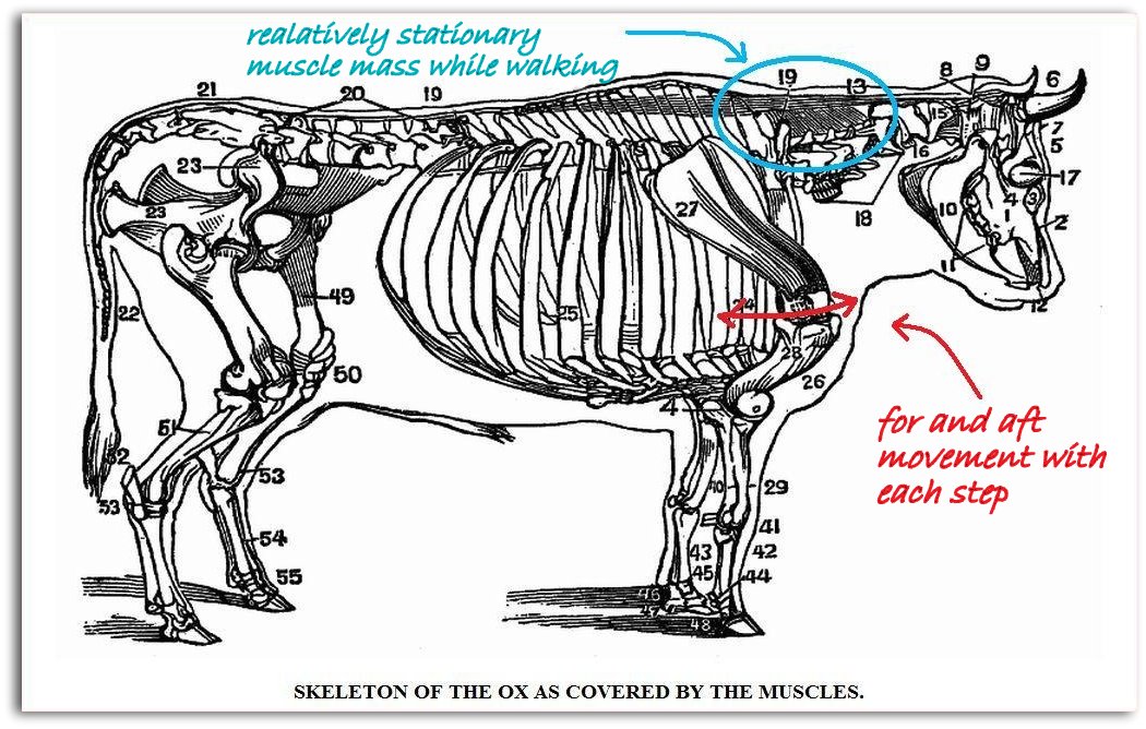 storybrookeripples: ox and dog blog: To Make an Single Ox Yoke, Part 2