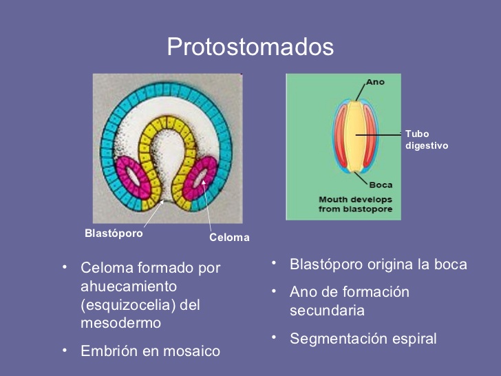Info animales: DESARROLLO EMBRIONARIO DE LOS INVERTEBRADOS