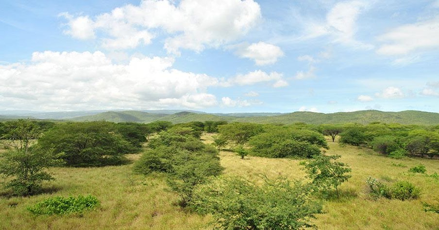 selva tropical: clima