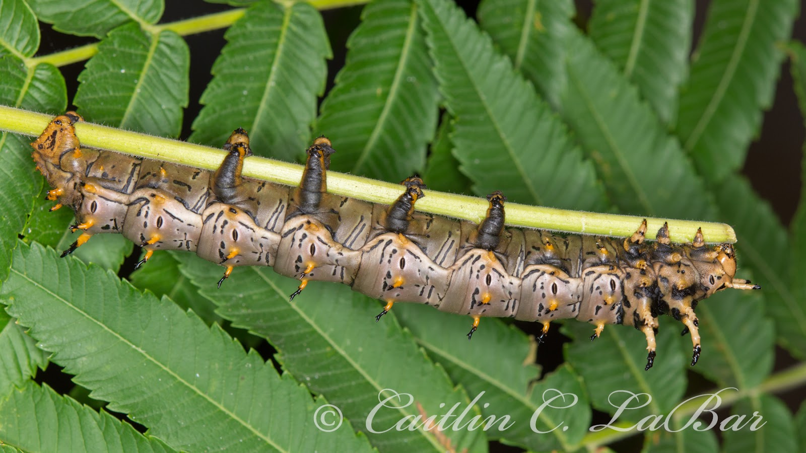 Northwest Butterflies: Citheronia splendens...Splendid Royal Moth