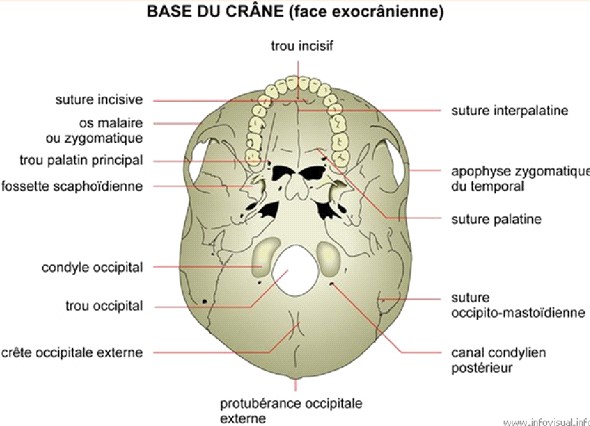 Anatomie de la Tête