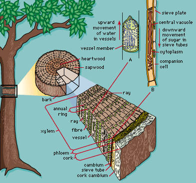THE FORESTER: KADAR PERTUMBUHAN POKOK MENGIKUT KAJIAN
