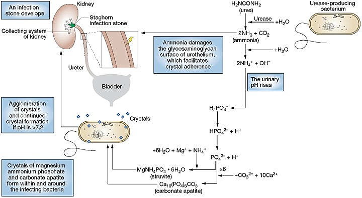 Urología e Historia de la Medicina: James Batcheller Sumner (1887-1955 ...