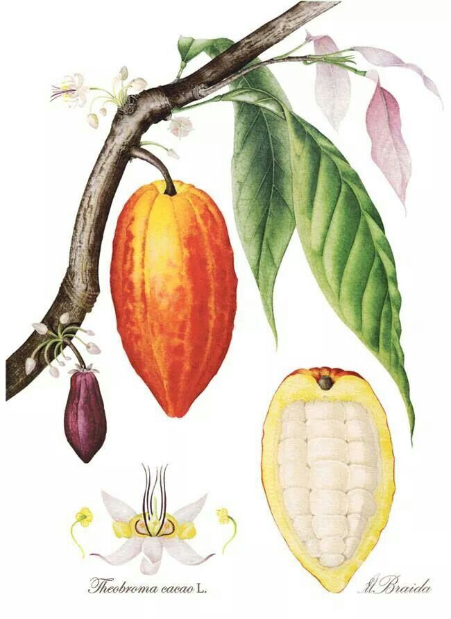 Cacau, Fruto do Cacaueiro (Theobroma cacao)